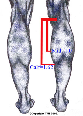 Calf Muscle Bodybuilding